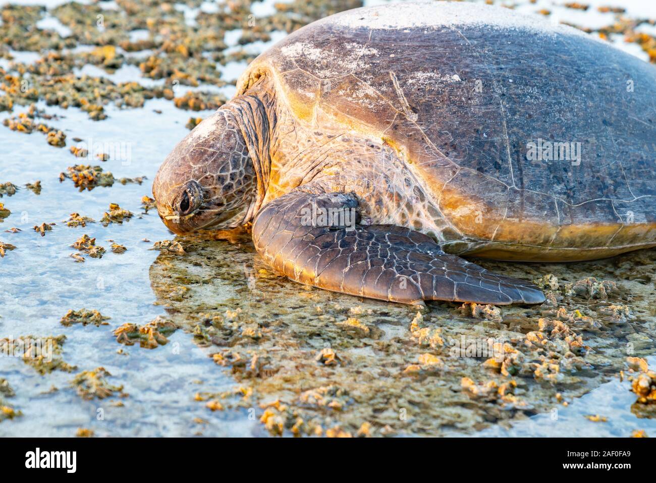Green turtle lady elliot island hi-res stock photography and images - Alamy