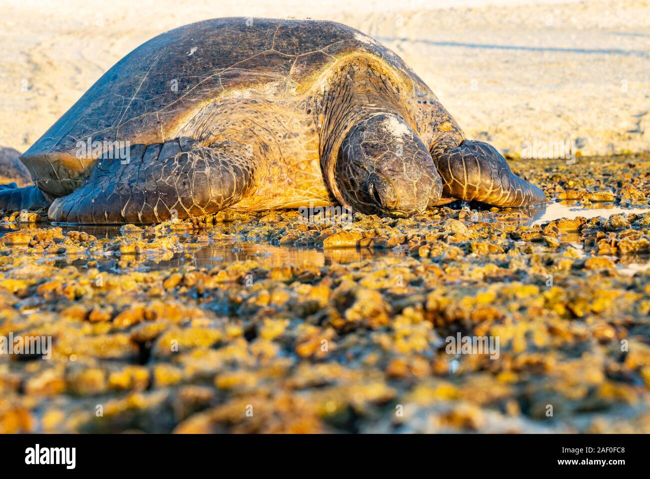 Australia lady elliot island turtle hi-res stock photography and images ...