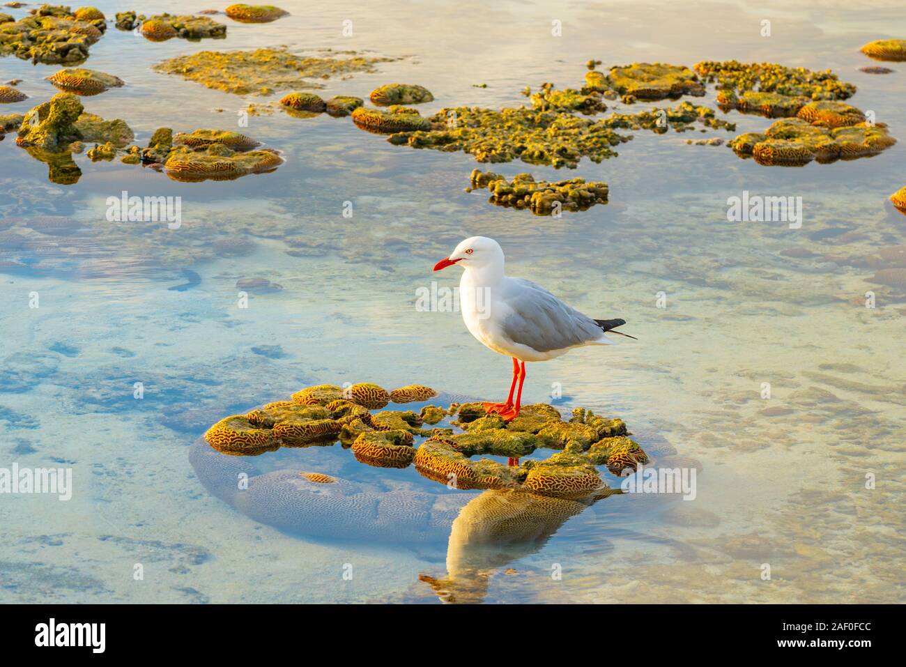 Red feet hi-res stock photography and images - Alamy