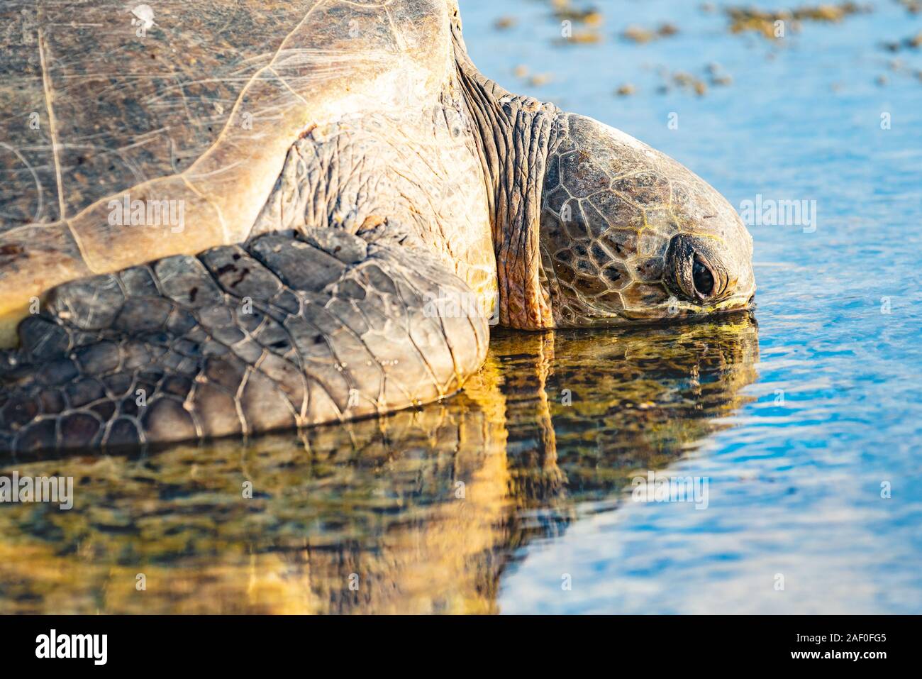 Australia lady elliot island turtle hi-res stock photography and images ...