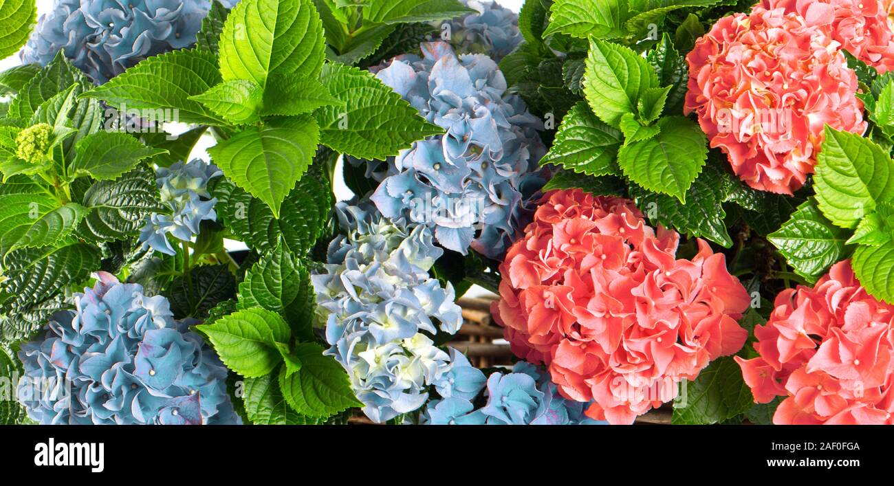 Hydrangea flowers on display image Stock Photo - Alamy