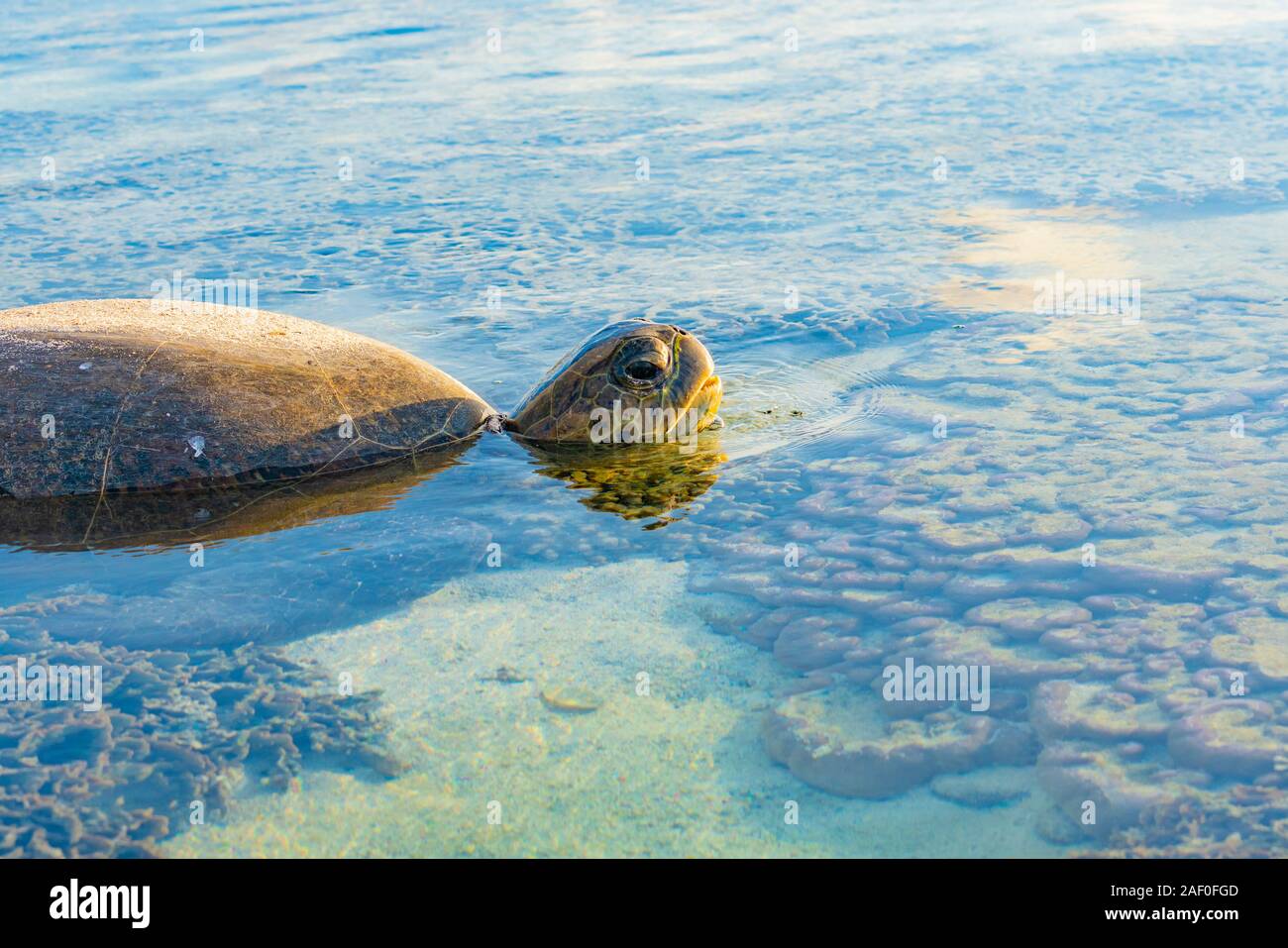 Green turtle pokes head out of shallow water and opens mouth to take ...