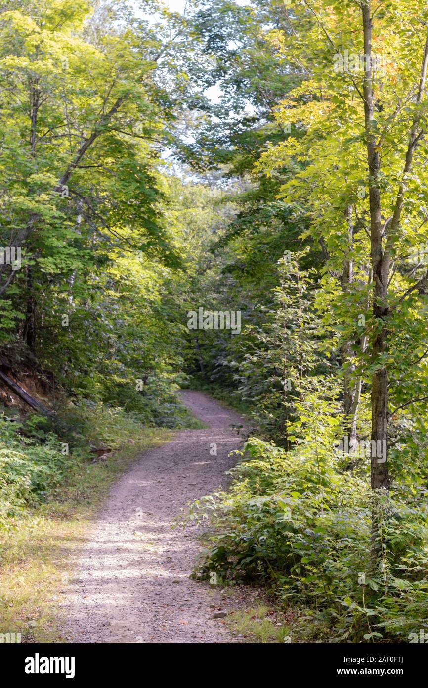 Curved path through the bright green forest in Arrowhead Park Ontario ...
