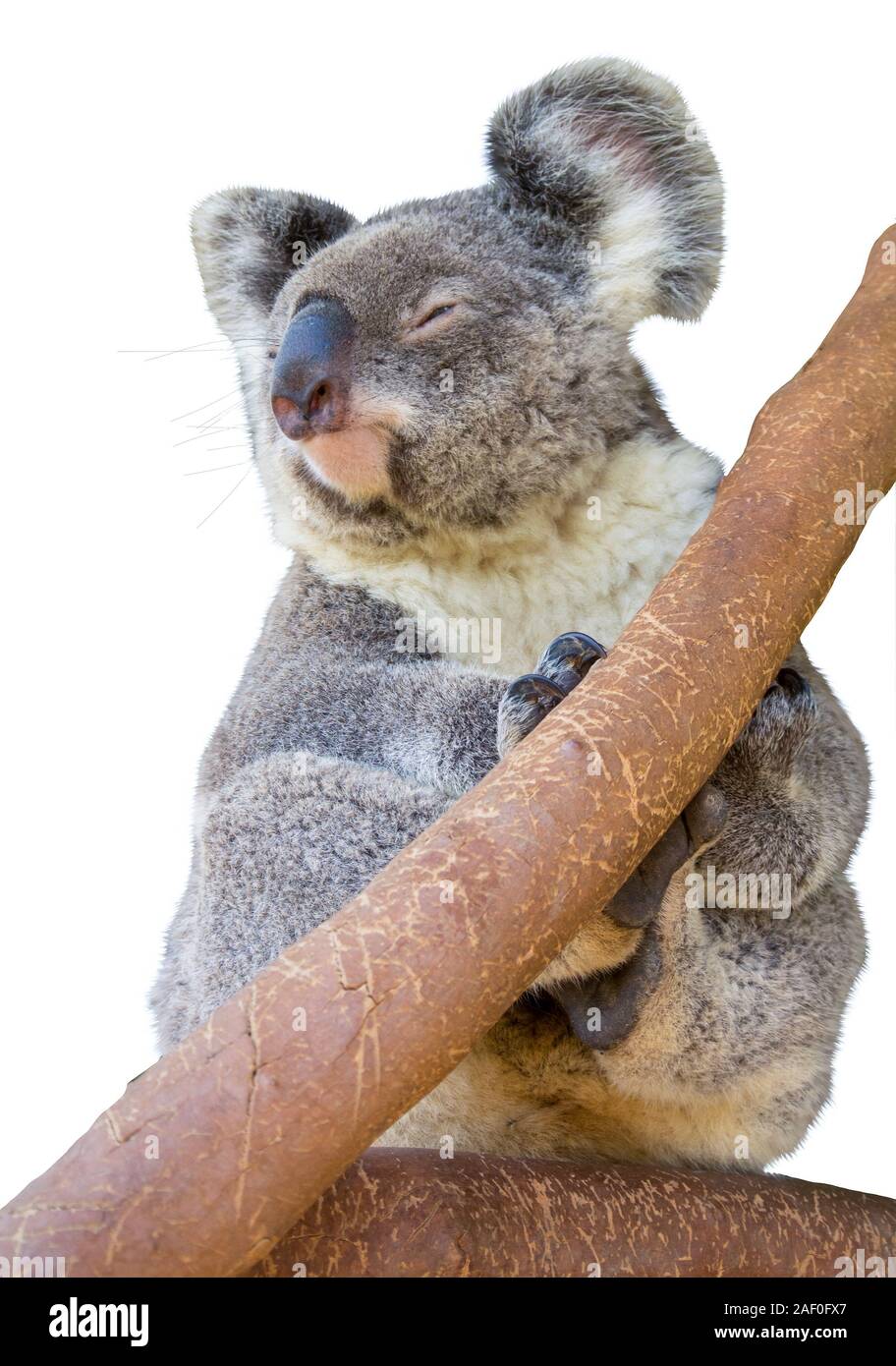 Young Koala bear with white background Stock Photo - Alamy