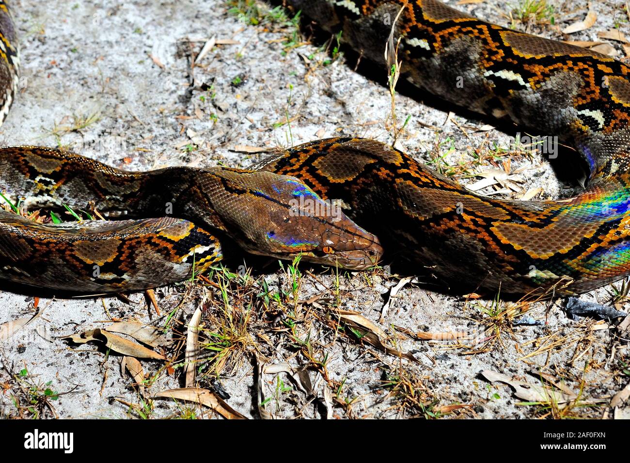 Short Tailed Snake High Resolution Stock Photography and Images - Alamy