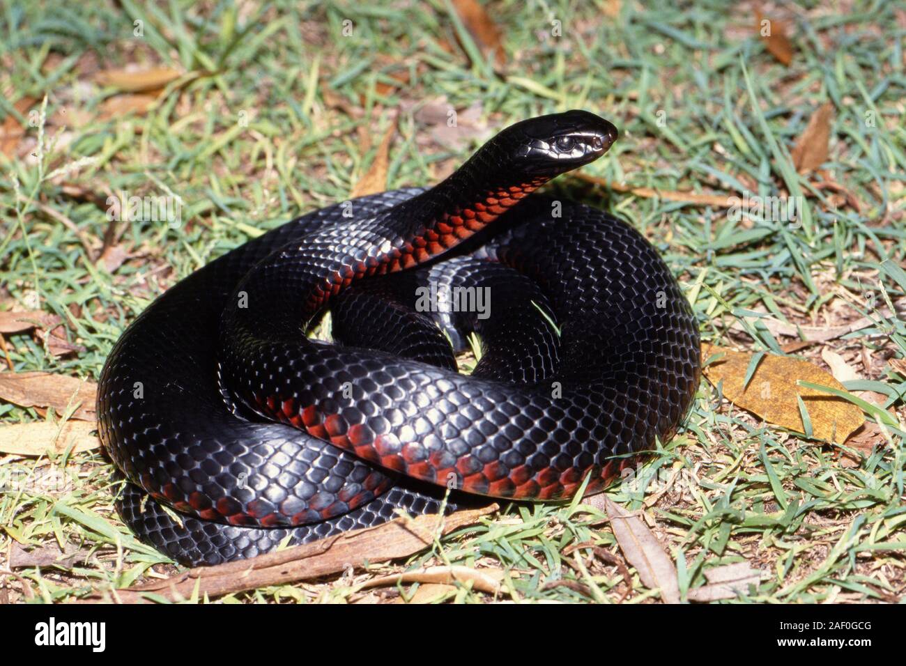 Red-bellied Black Snake Stock Photo - Alamy