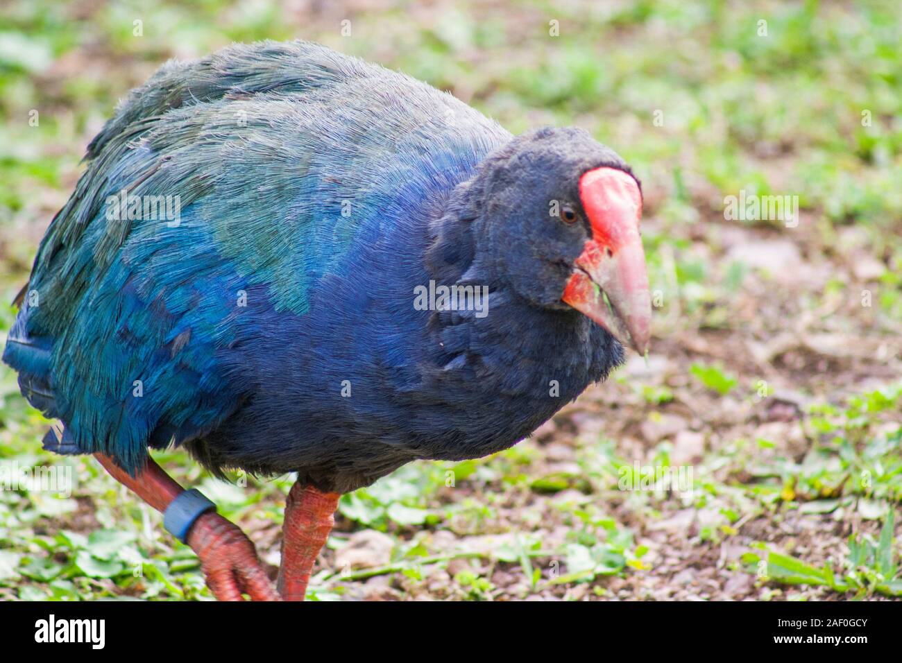 NZ native flightless bird the Takahe. Was considered extinct but found ...