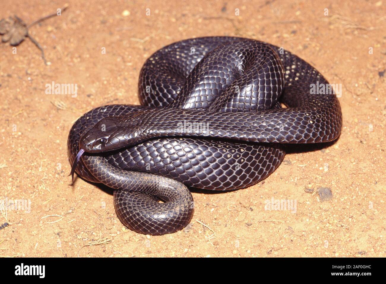 Spotted or Blue-bellied Black Snake Stock Photo - Alamy