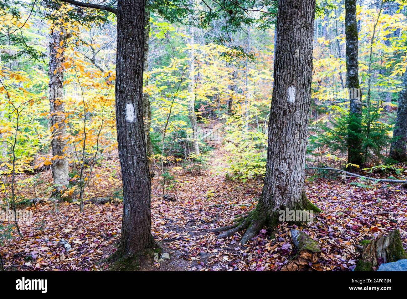 Trailblazes on trees showing the path ahead Stock Photo - Alamy
