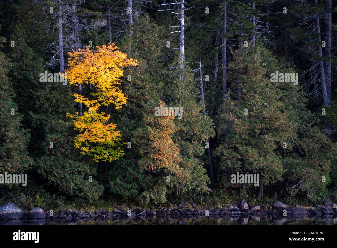 100 nature hi-res stock photography and images - Alamy