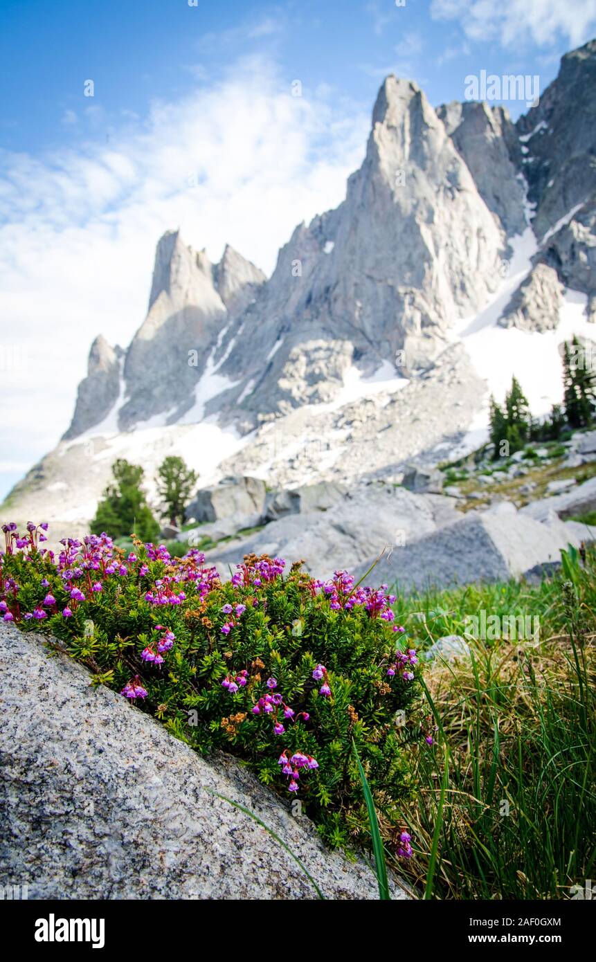 Pink flowers with big cliffs behind Stock Photo - Alamy