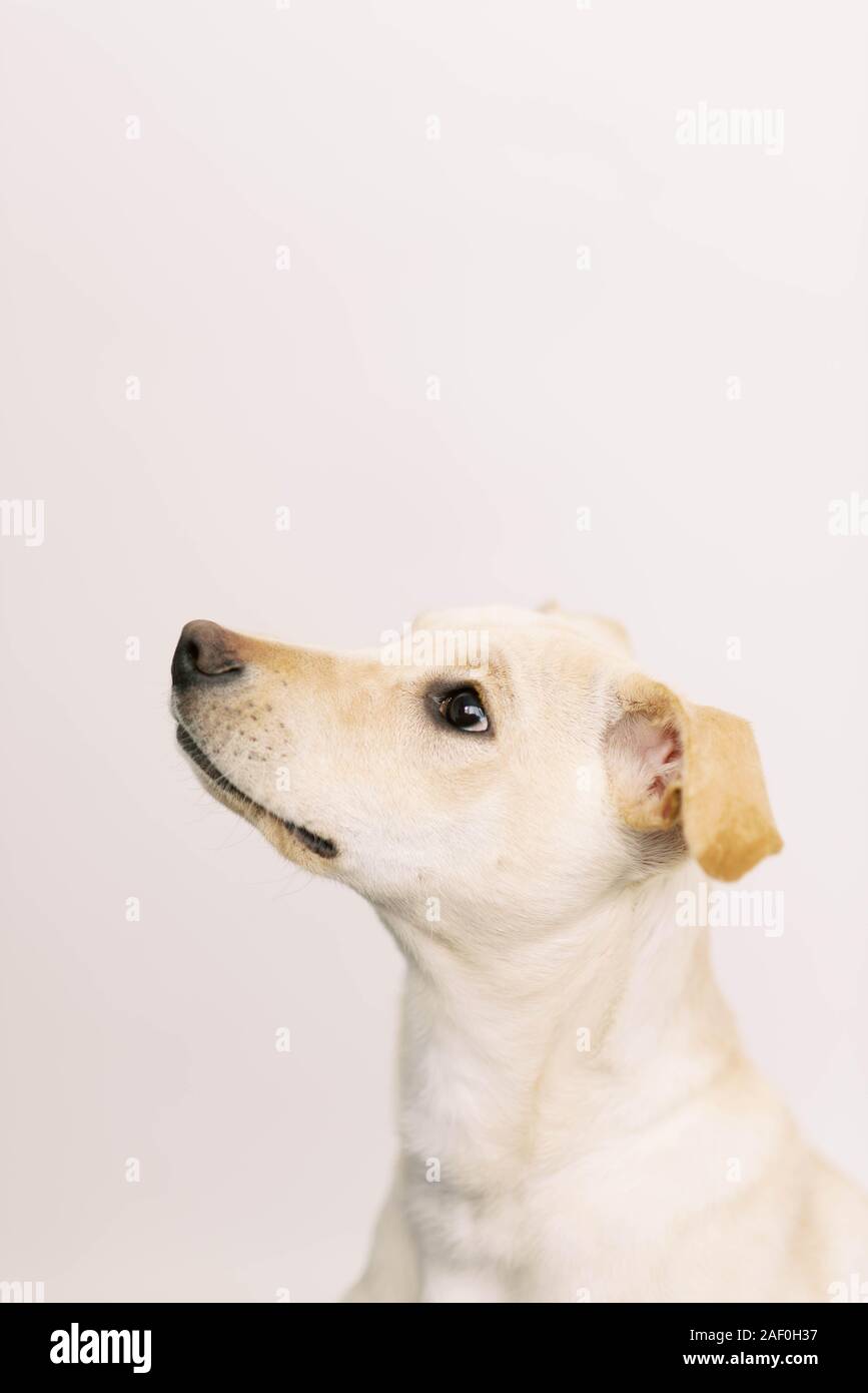 Labrador whippet hi-res stock photography and images - Alamy