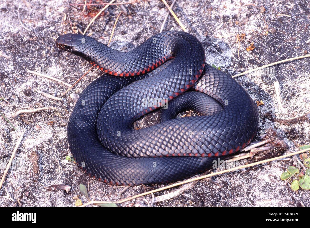 Red-bellied Black Snake Stock Photo - Alamy