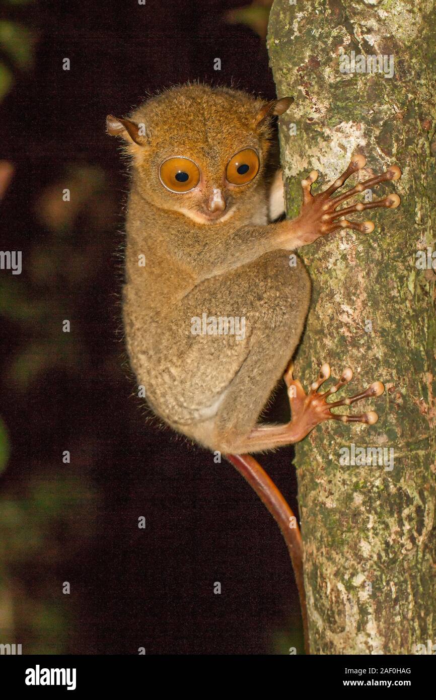 Horsfield's or Western Tarsier of Borneo Stock Photo - Alamy