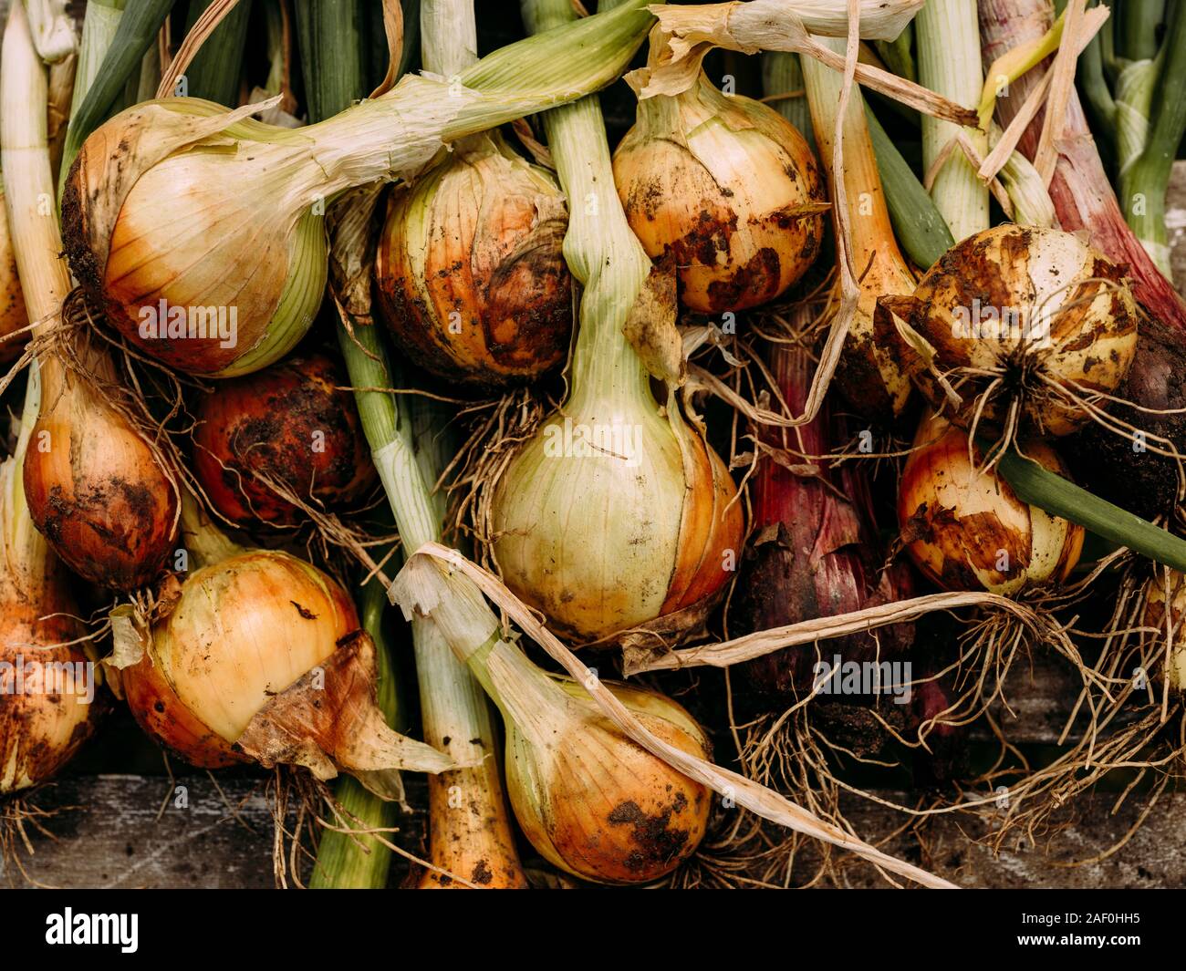 Bunch of onions from the garden after recently being picked Stock Photo ...