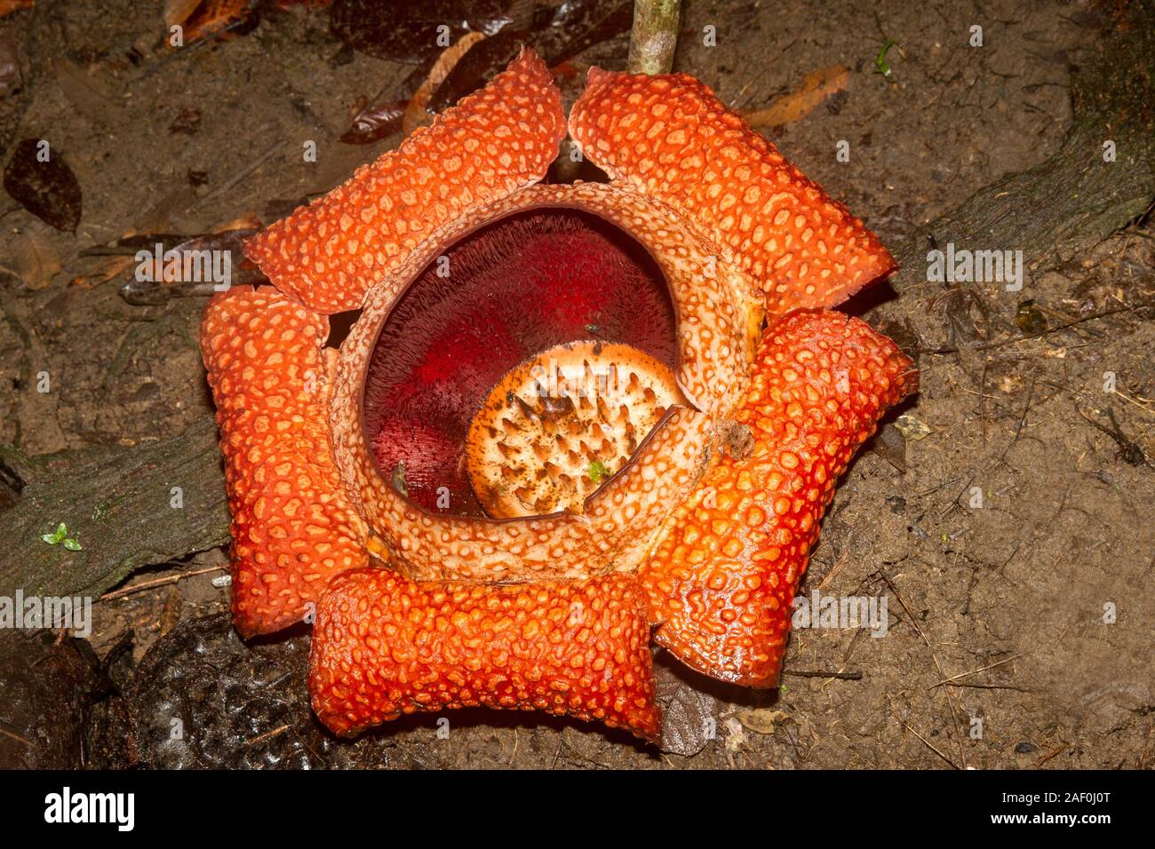Rafflesia parasitic plant from Sabah Borneo Stock Photo - Alamy