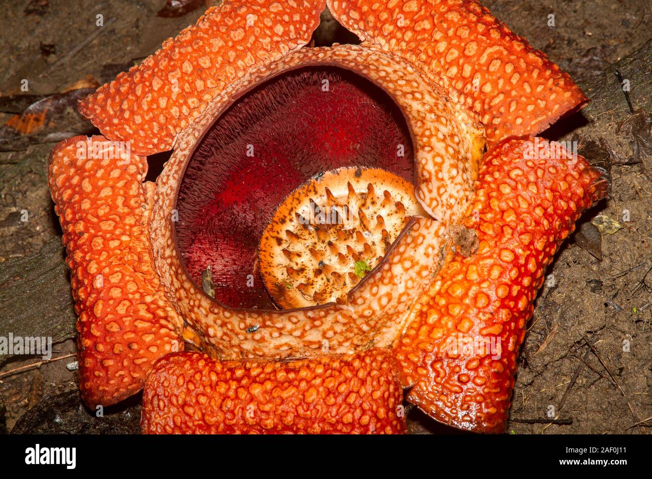 Rafflesia parasitic plant from Sabah Borneo Stock Photo - Alamy