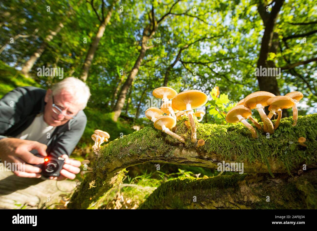 Uk funghi hi-res stock photography and images - Alamy