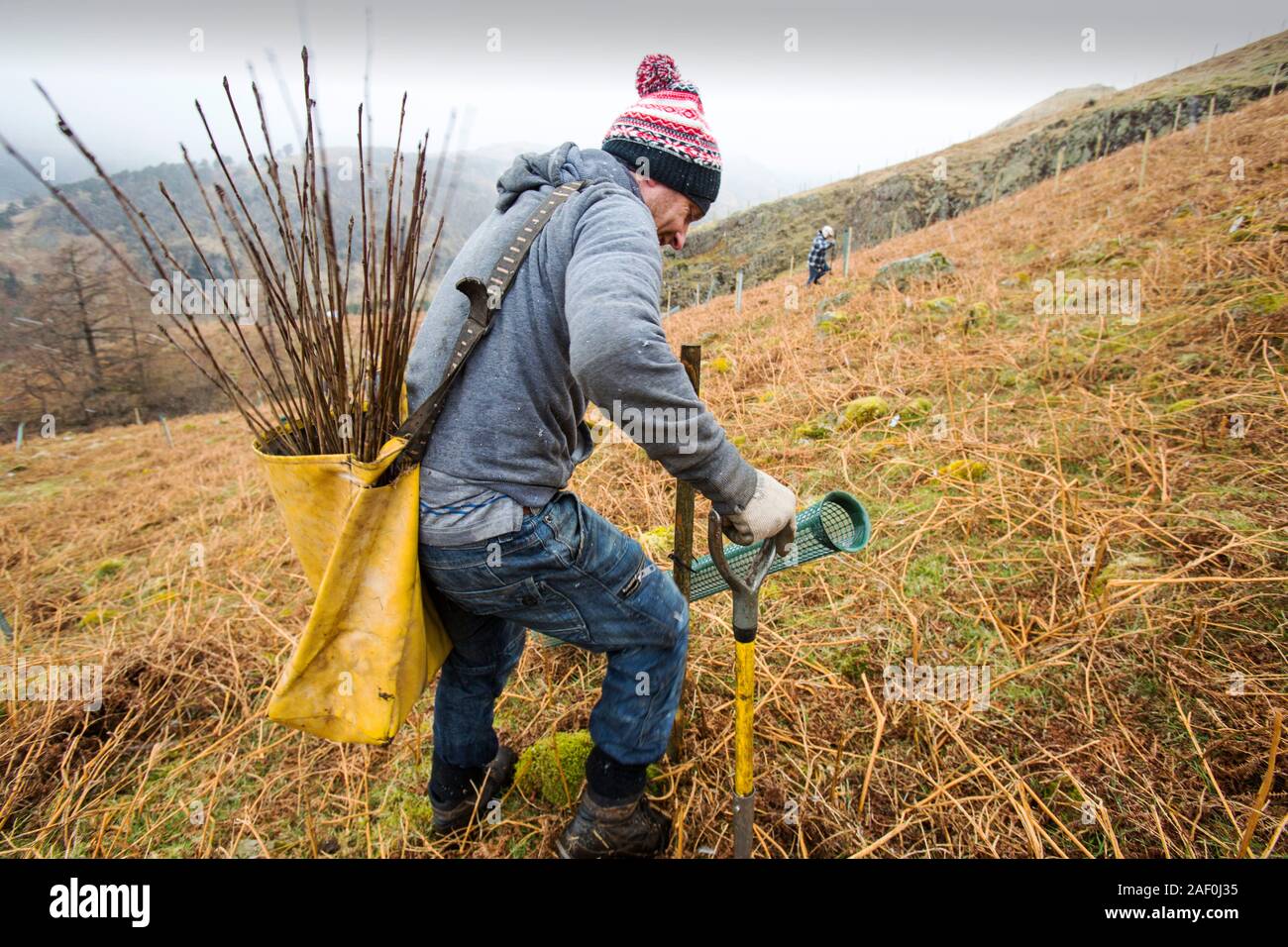 Tree planting haweswater lake district hi-res stock photography and ...