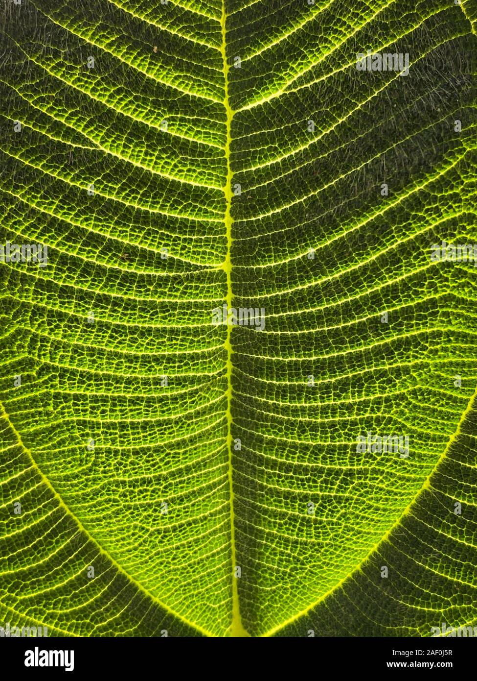 Green tropical plants in jungle garden close up of leaves Stock Photo ...