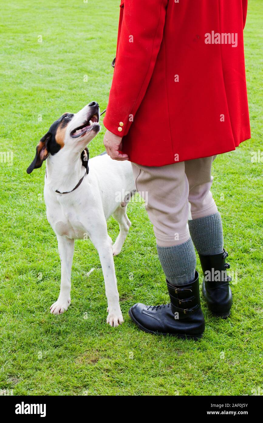 A Hunt master and his fox hound at the Vale of Rydal Sheepdog Trials ...