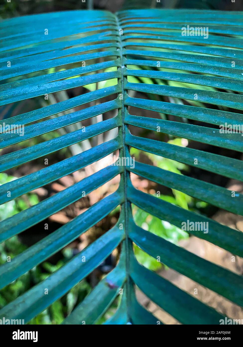 Green tropical plants in jungle garden close up of leaves Stock Photo ...