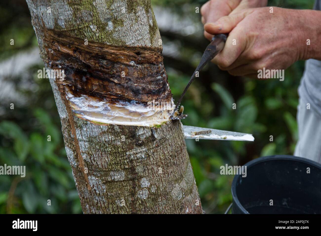 Tapping sap from rubber tree hi-res stock photography and images - Alamy
