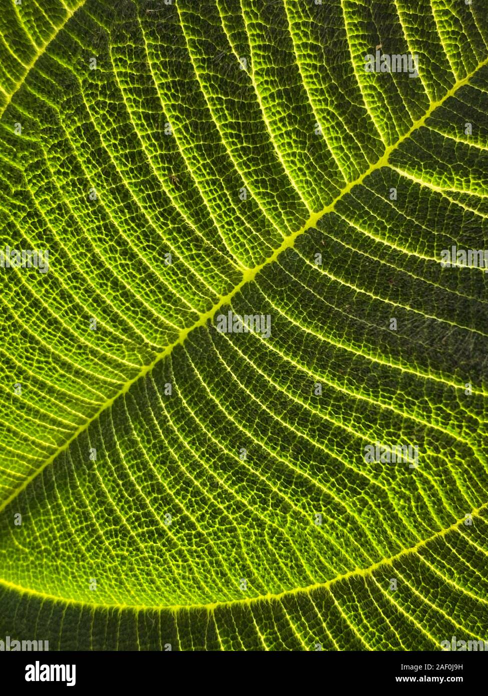 Green tropical plants in jungle garden close up of leaves Stock Photo ...