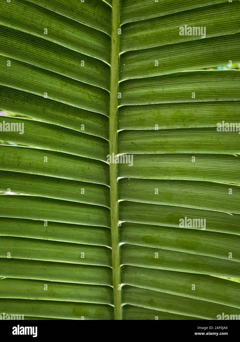 Green tropical plants in jungle garden close up of leaves Stock Photo ...