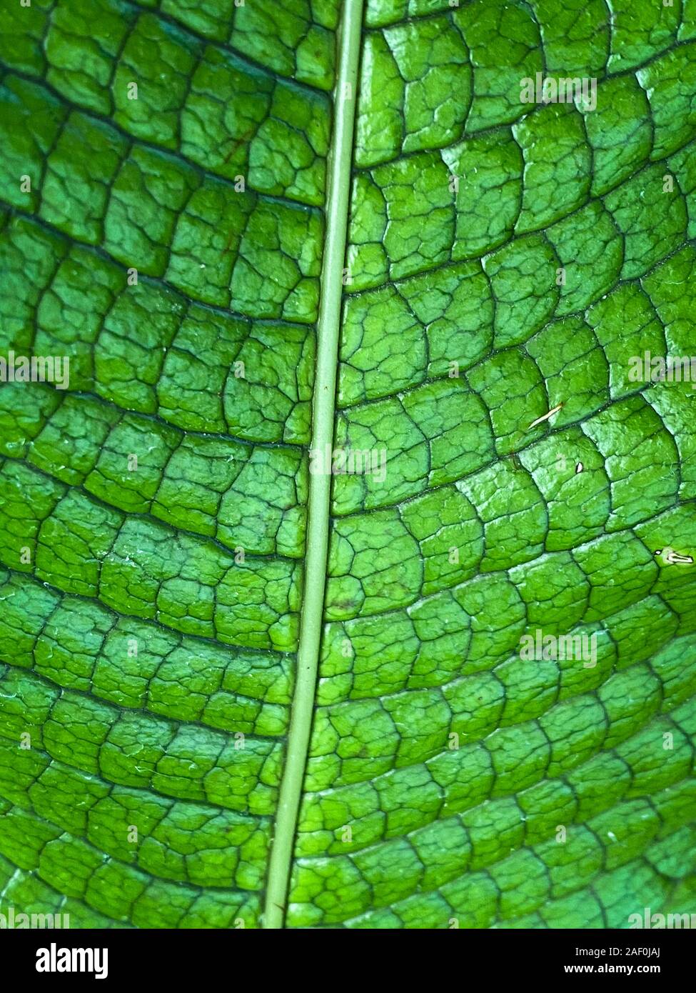 Green tropical plants in jungle garden close up of leaves Stock Photo ...