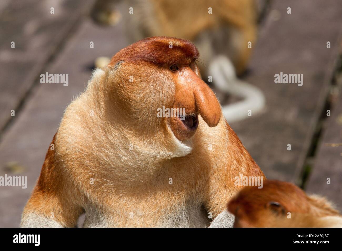 Labuk Bay Proboscis Monkey Sanctuary High Resolution Stock Photography ...