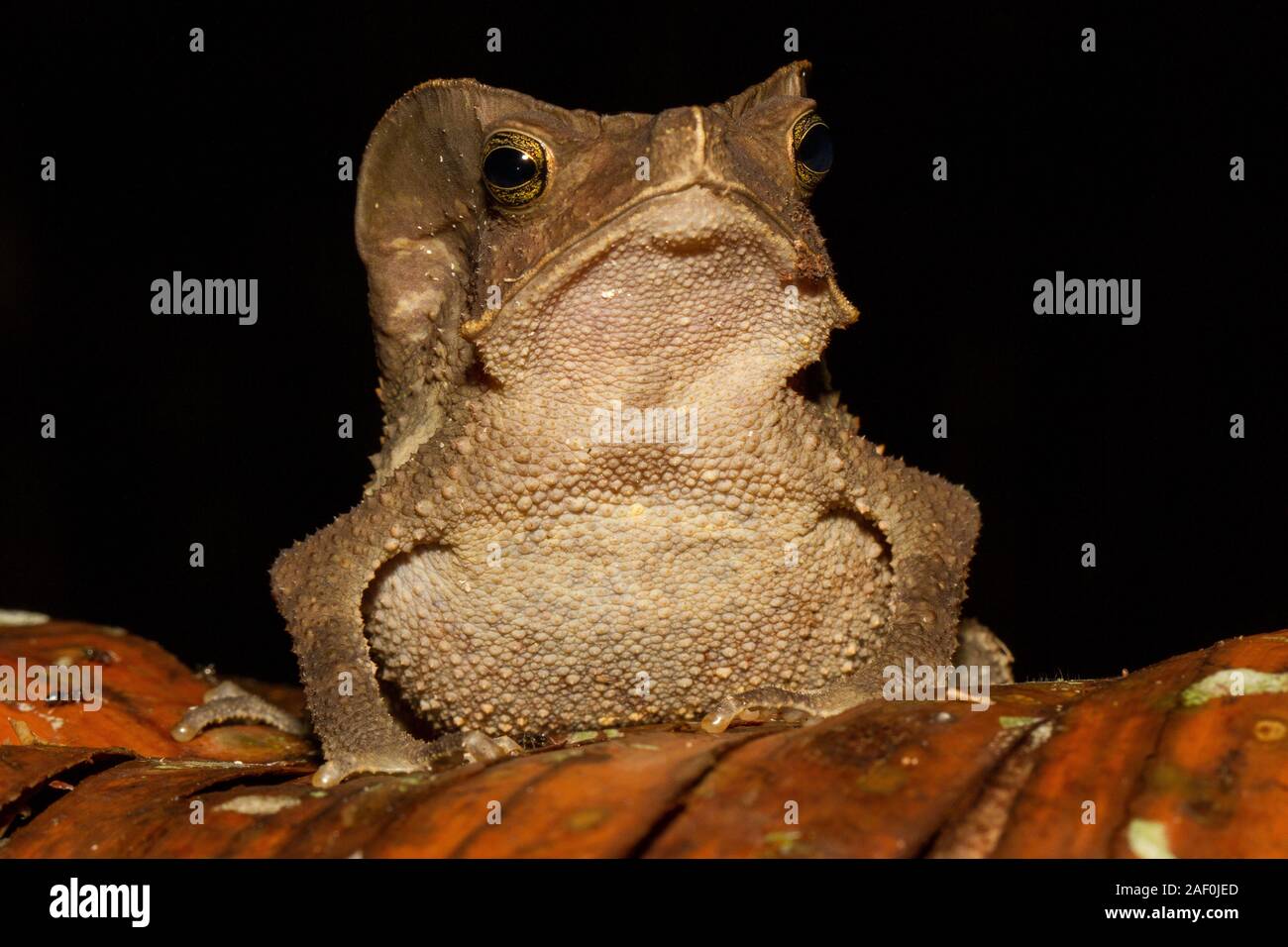 Crested toad hi-res stock photography and images - Alamy