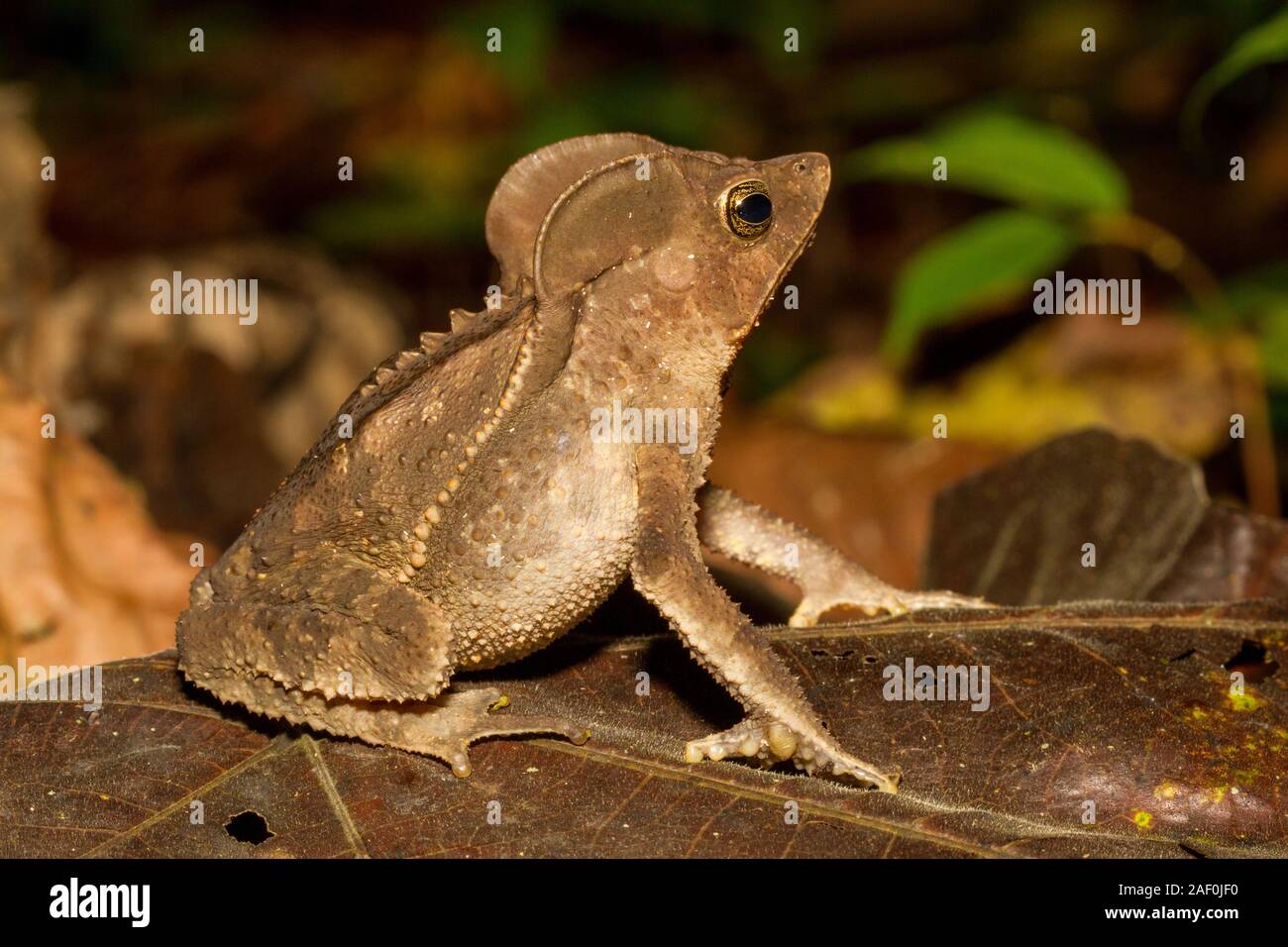 Crested Forest Toad from Ecuador Stock Photo - Alamy