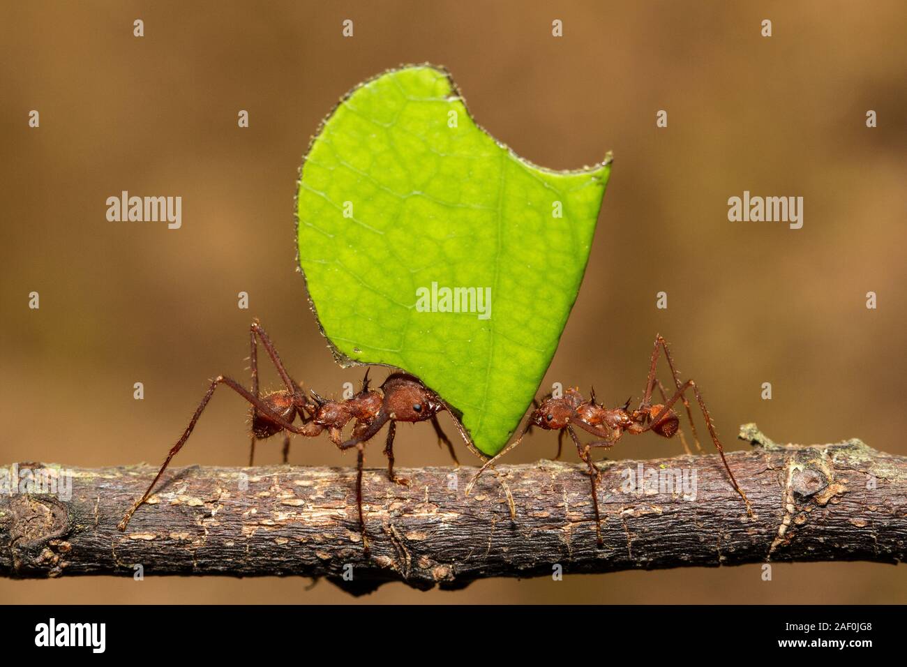 Leafcutter Ants carrying a leaf to their nest Stock Photo - Alamy