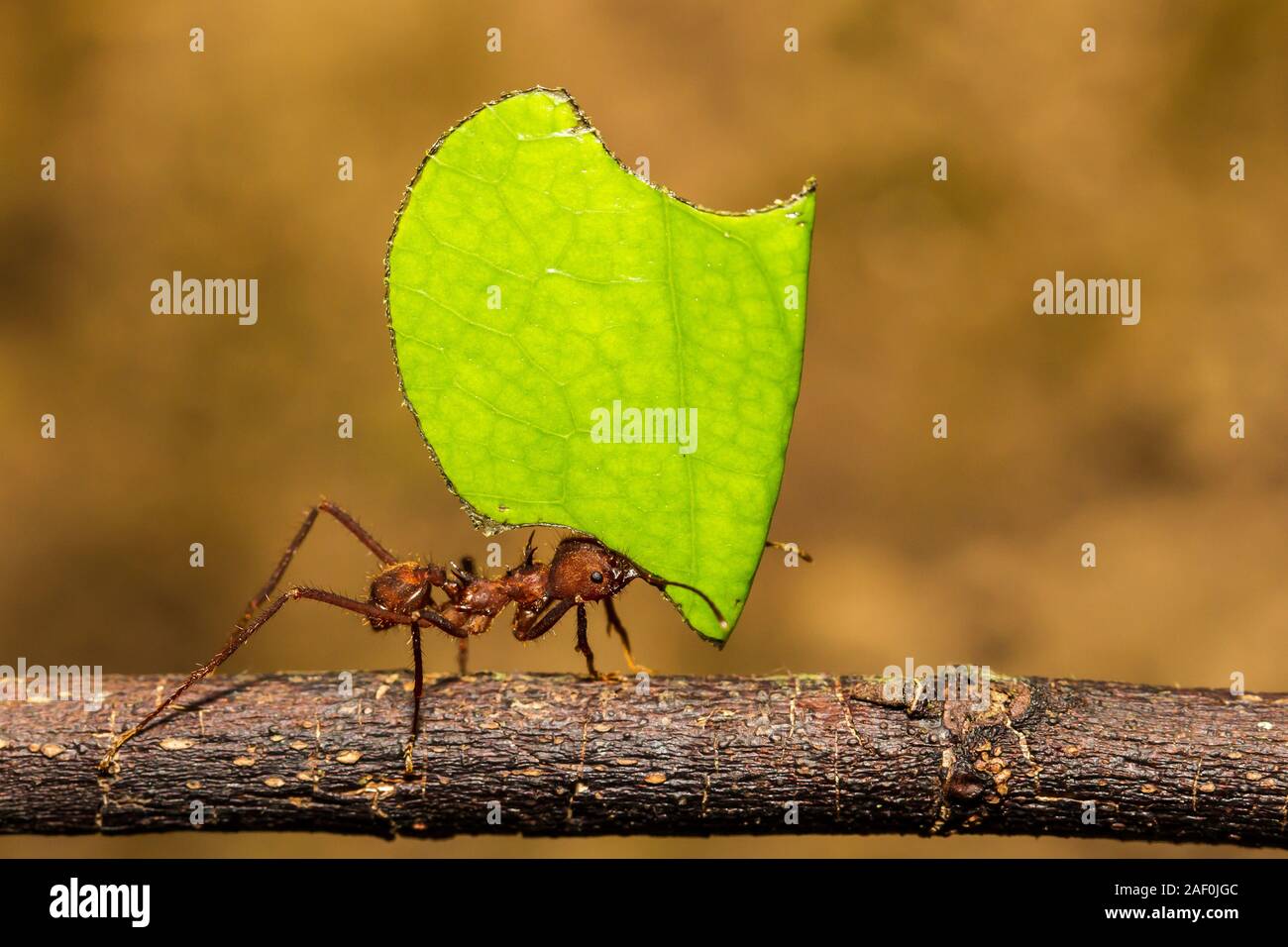Leafcutter Ant carrying a leaf to its nest Stock Photo - Alamy
