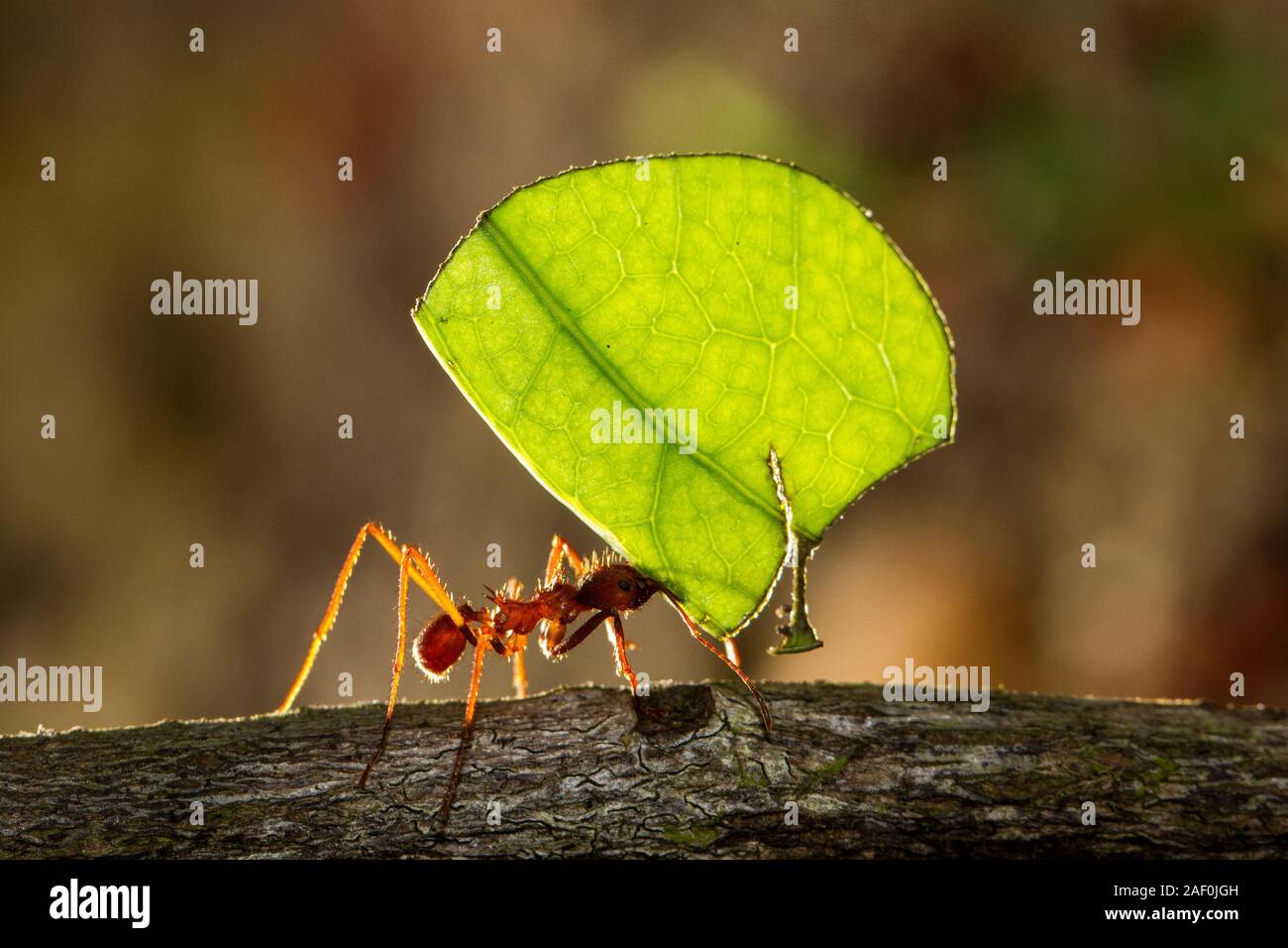 Leafcutter ant nest hi-res stock photography and images - Alamy