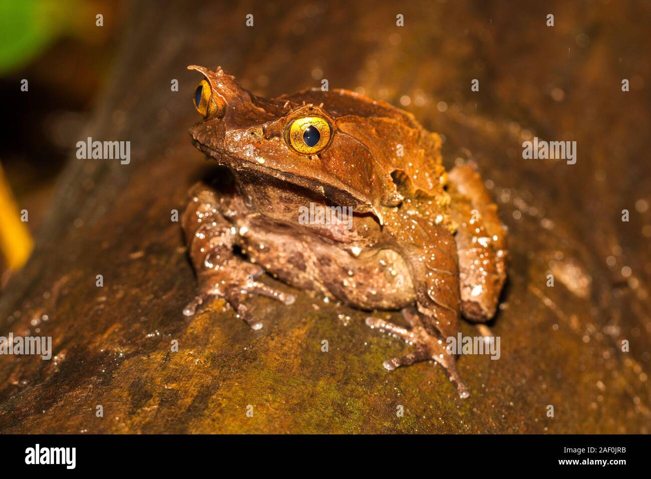 Kinabalu horned frog hi-res stock photography and images - Alamy