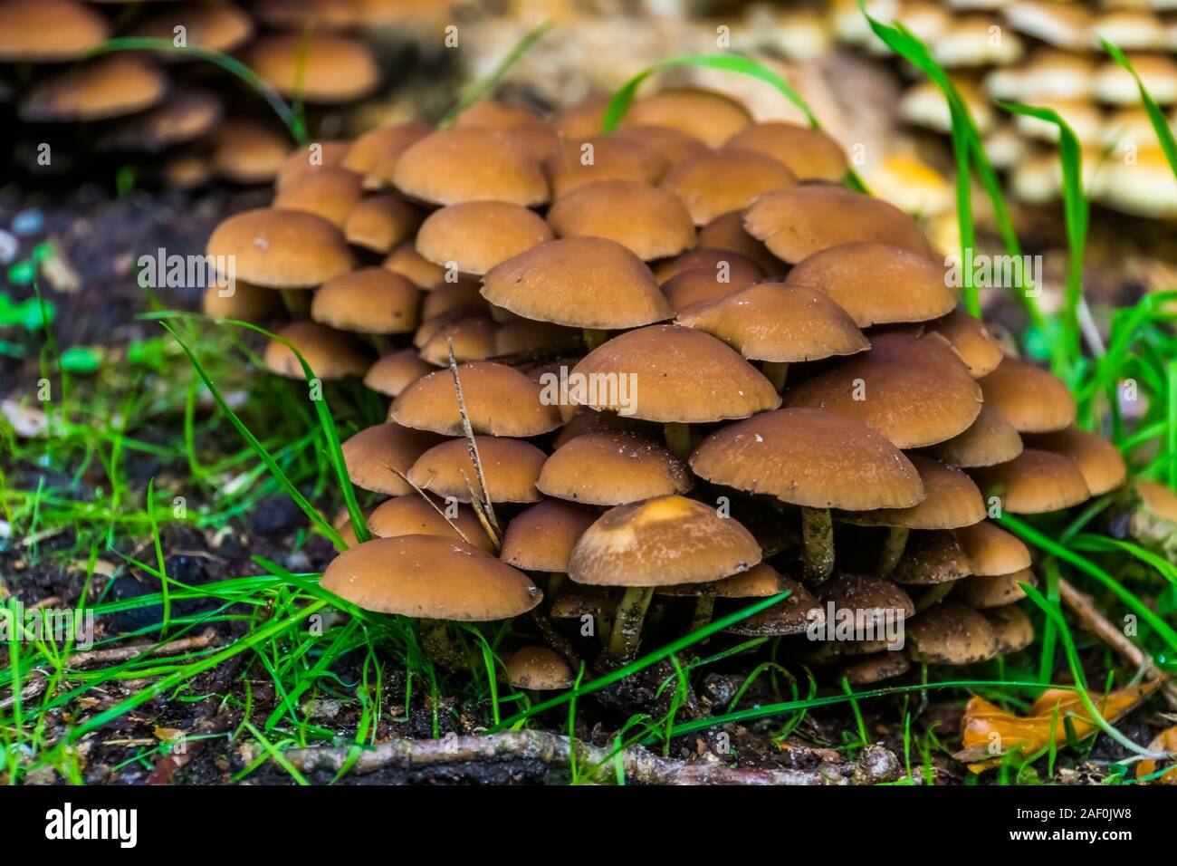 chestnut brittlestem, clustered group of mushrooms, common fungi from ...