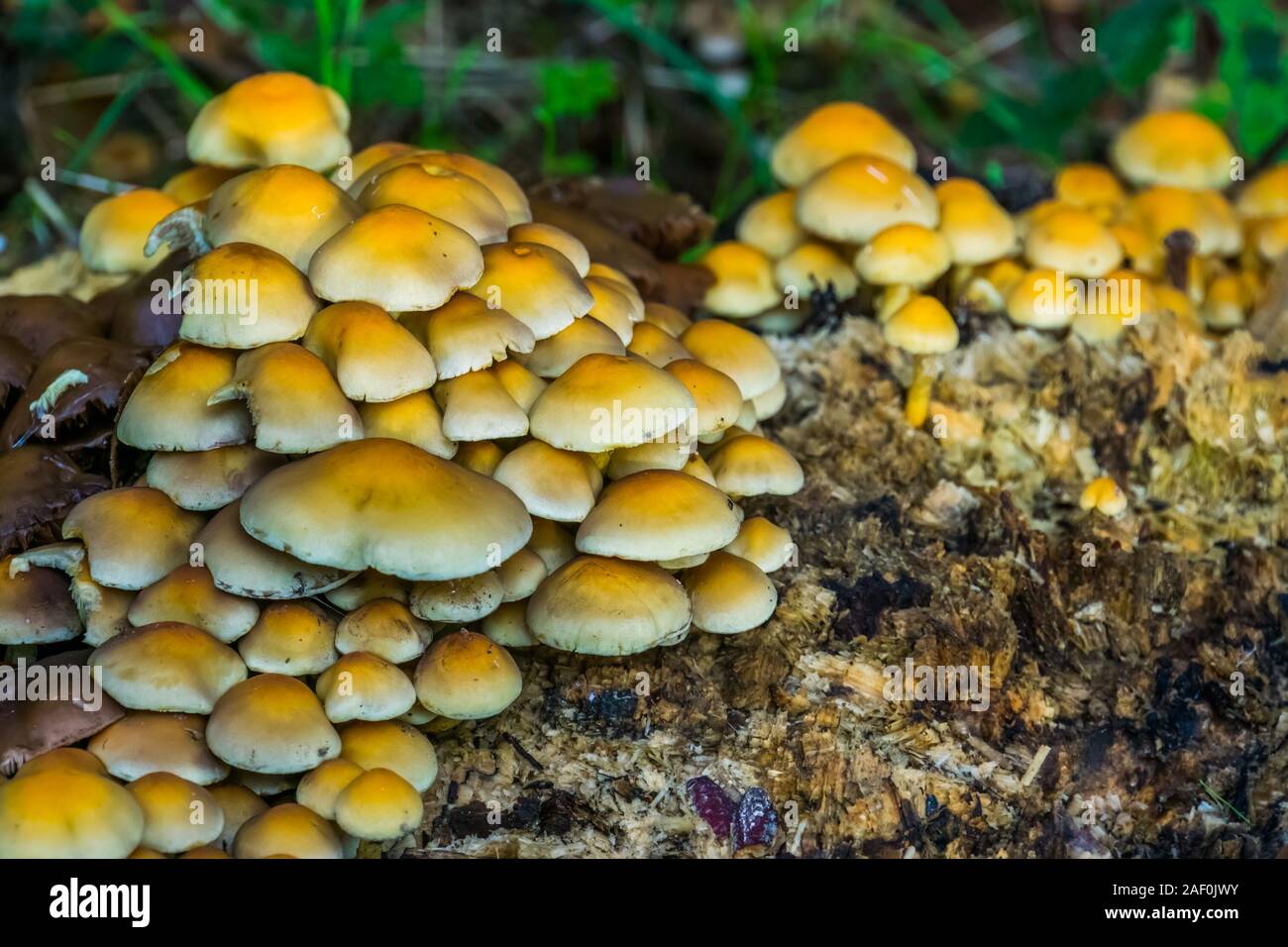 cluster of light brown chestnut brittlestem mushrooms, common fungie ...