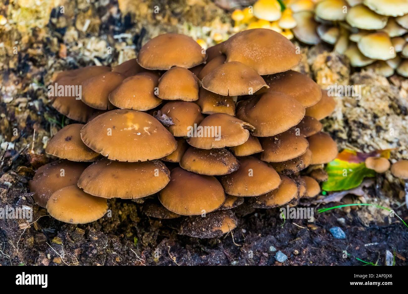 closeup of a cluster of chestnut brittlestem mushrooms, common fungi ...