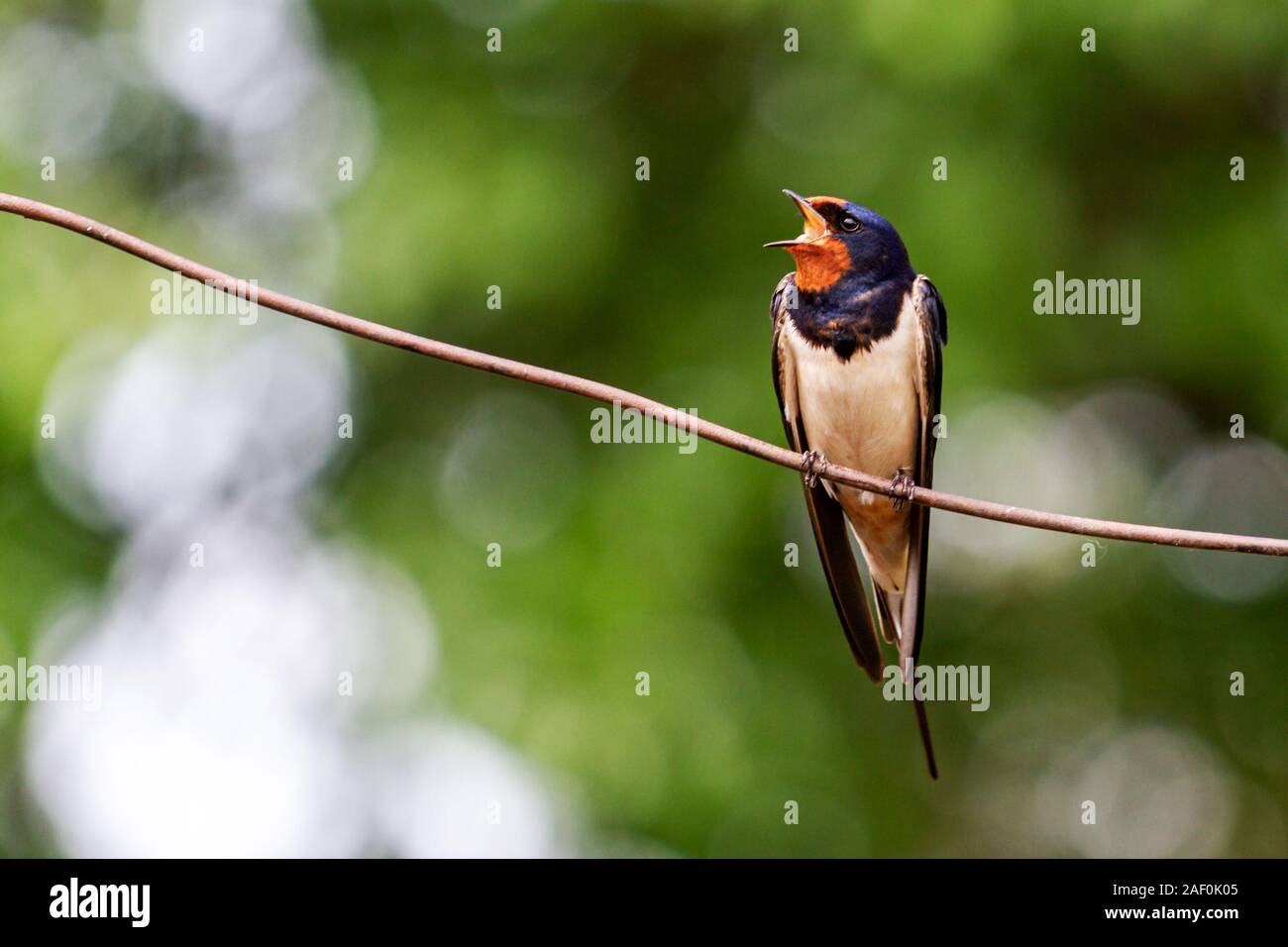 Barn Swallow sings sitting on a wire Stock Photo - Alamy