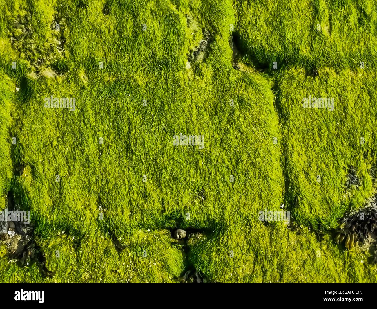 stone wall pattern covered in green seaweed, coastal nature background ...