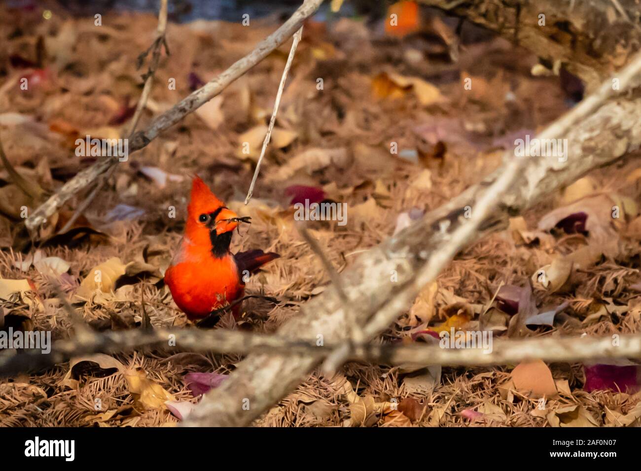 Red Cardinal bird with a bug in it's mouth Stock Photo - Alamy