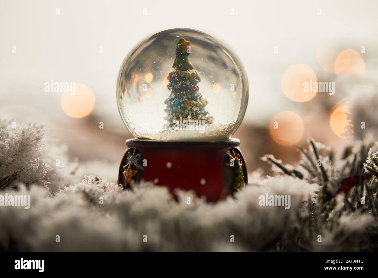 christmas tree in snowball standing on spruce branches in snow with ...