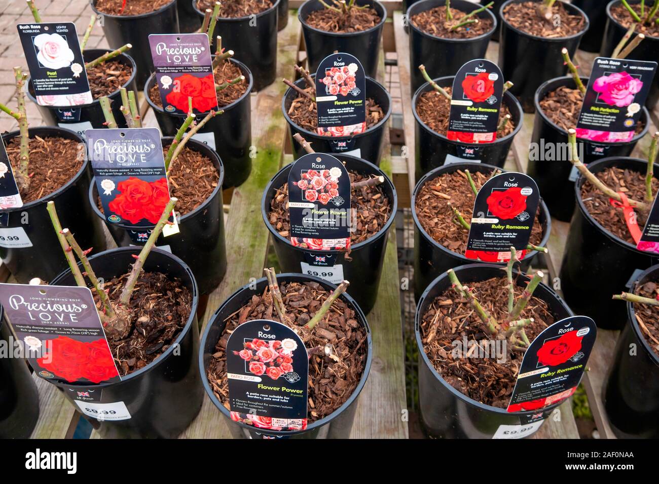 Roses display garden centre hi-res stock photography and images - Alamy