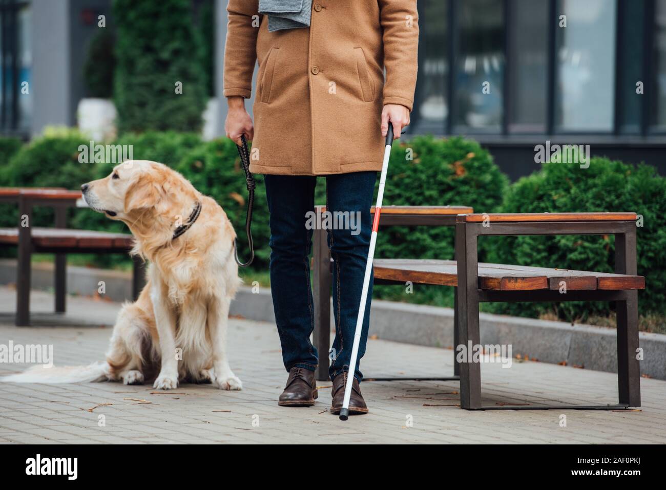 Cropped view of blind man with walking stick and guide dog on urban ...