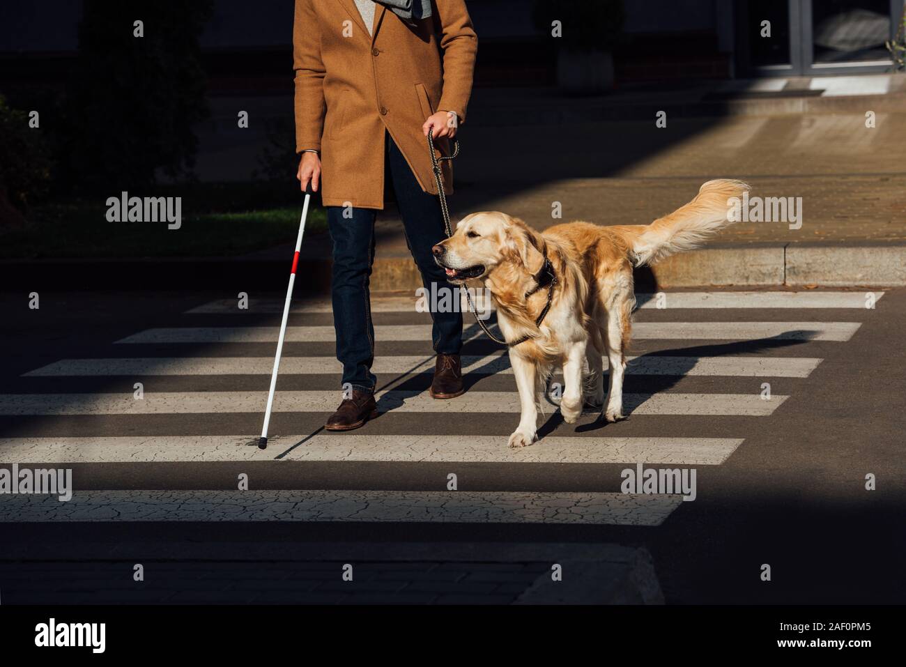 Blind man walking guide dog hi-res stock photography and images - Alamy