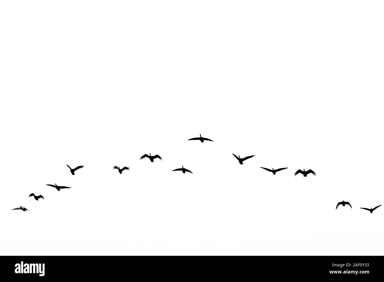 Geese flying south for the winter in v formation with negative space ...