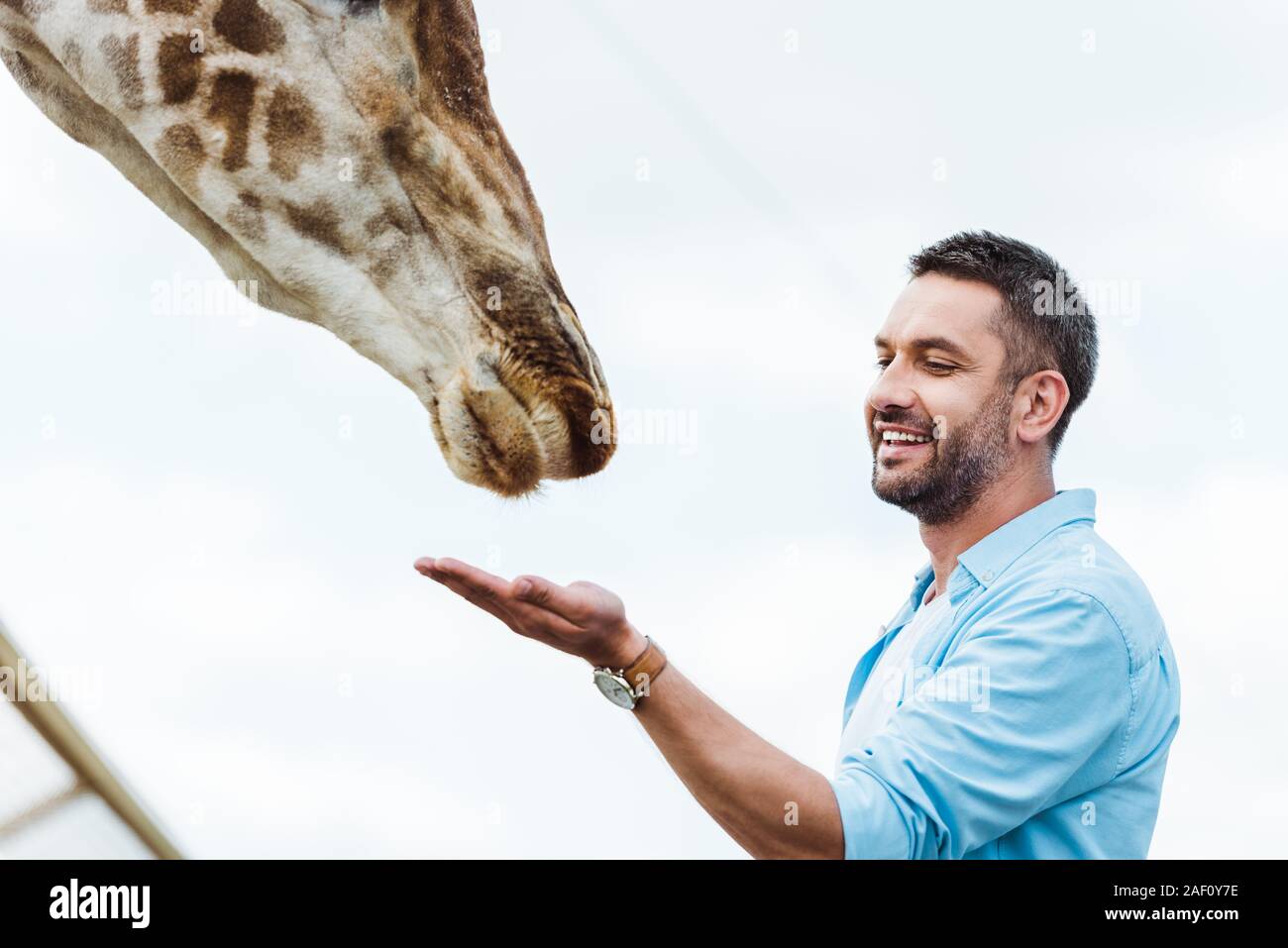Man with giraffe hi-res stock photography and images - Alamy
