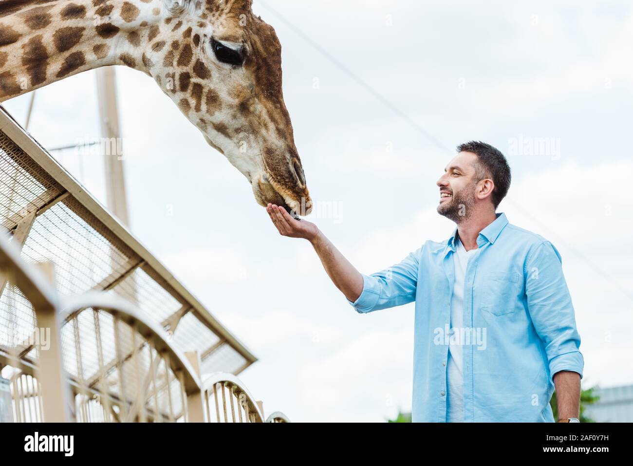 Feeding giraffe in zoo hi-res stock photography and images - Alamy